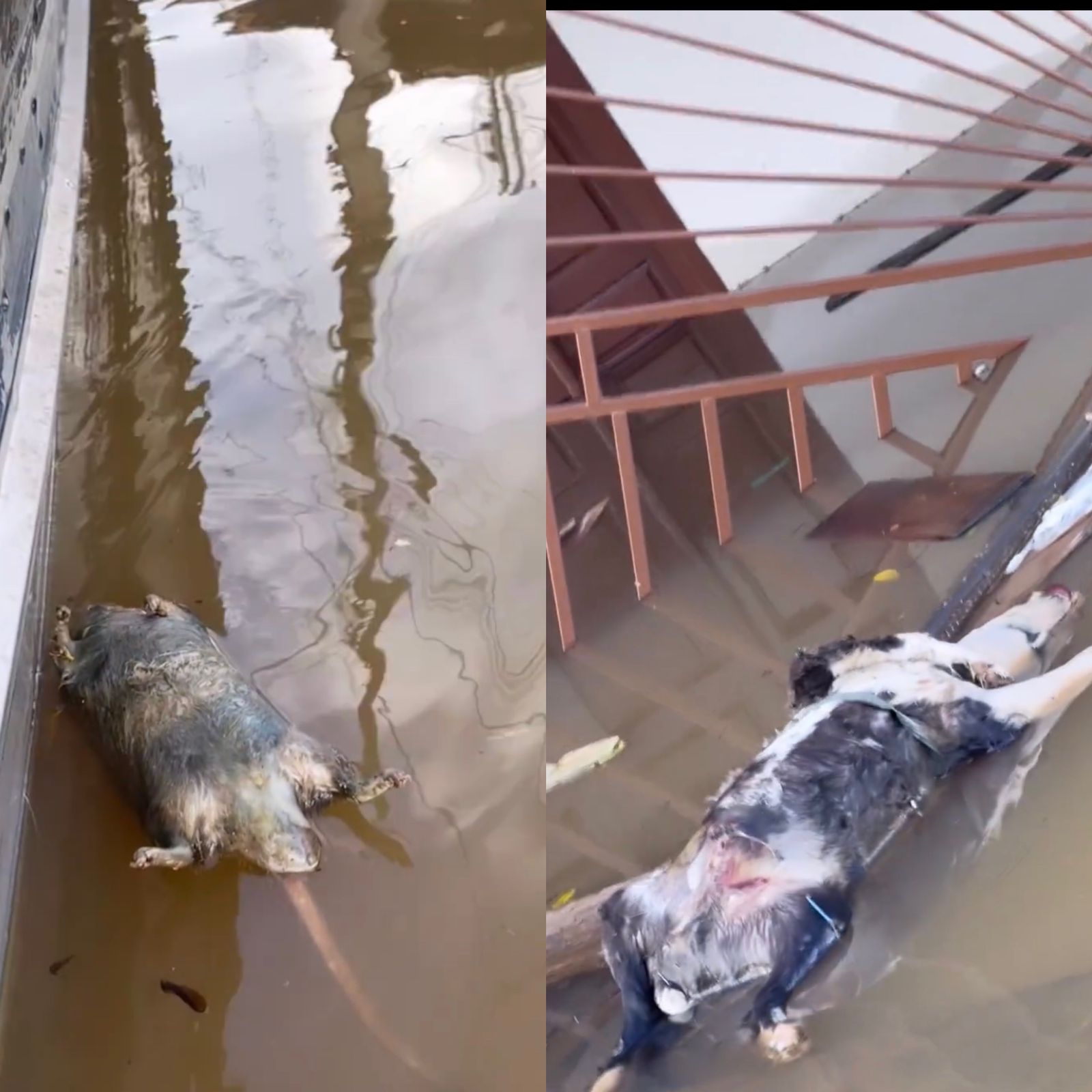 Ratos e cachorros mortos; influenciadora mostra animais boiando nas ...