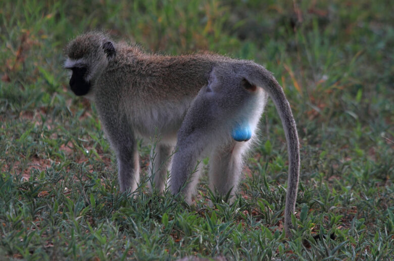 Conheça o Chlorocebus aethiops, o macaco da bola azul