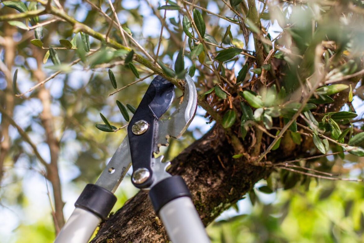 Primavera: biólogo revela três árvores que produzem mais com a poda