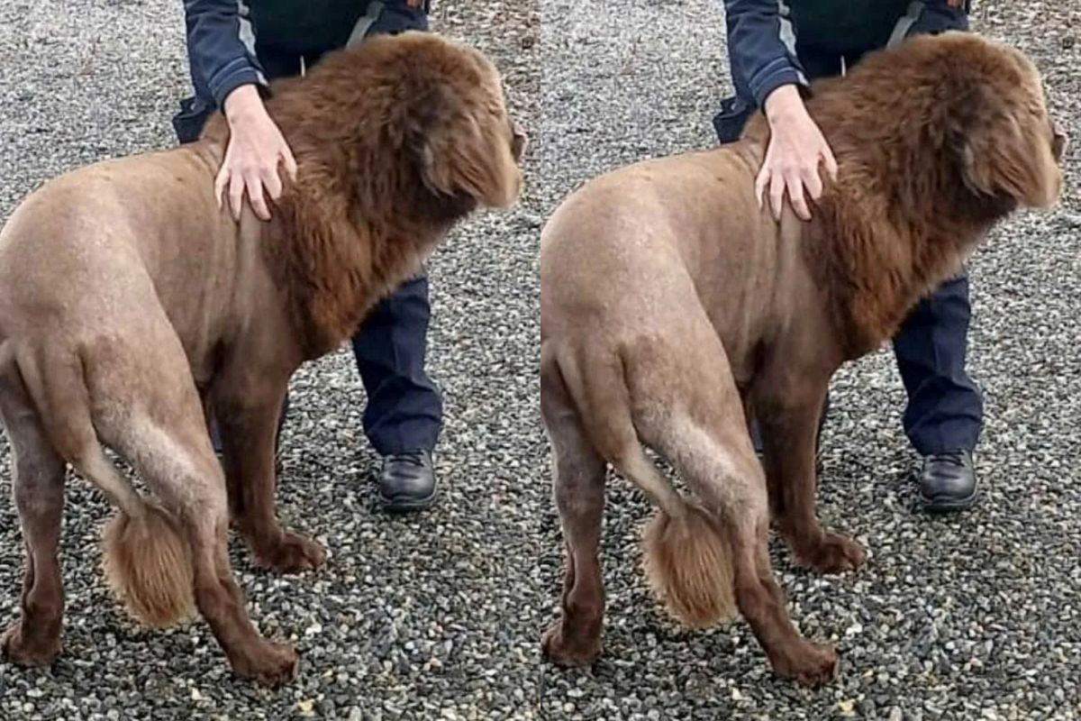 Leão na floresta? Polícia desvenda história de animal misterioso ...