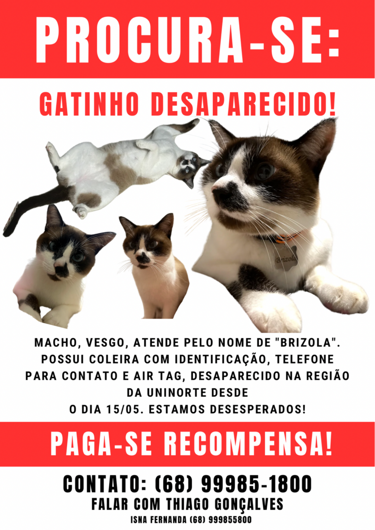 Família procura gato desaparecido e oferece recompensa