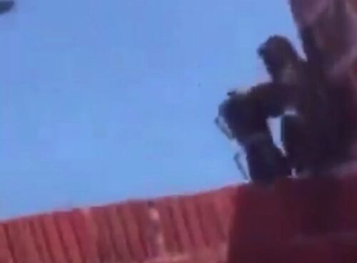 “Crime à mão armada”: macaco é preso após causar confusão | ContilNet ...